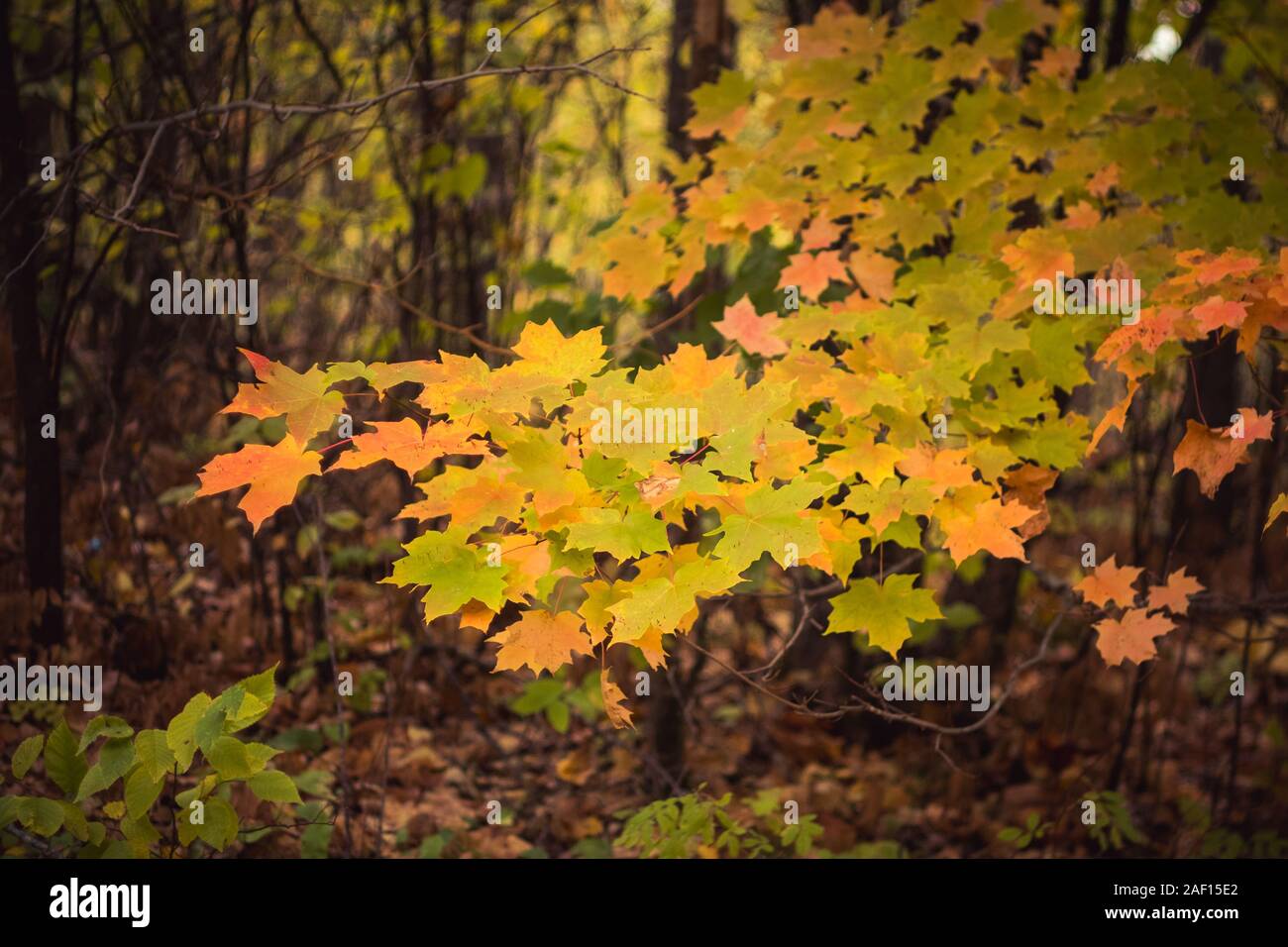 Sugar maple tree isolated hi-res stock photography and images - Alamy