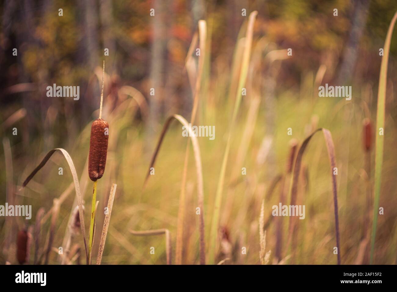 Cat tail in swamp hi-res stock photography and images - Alamy