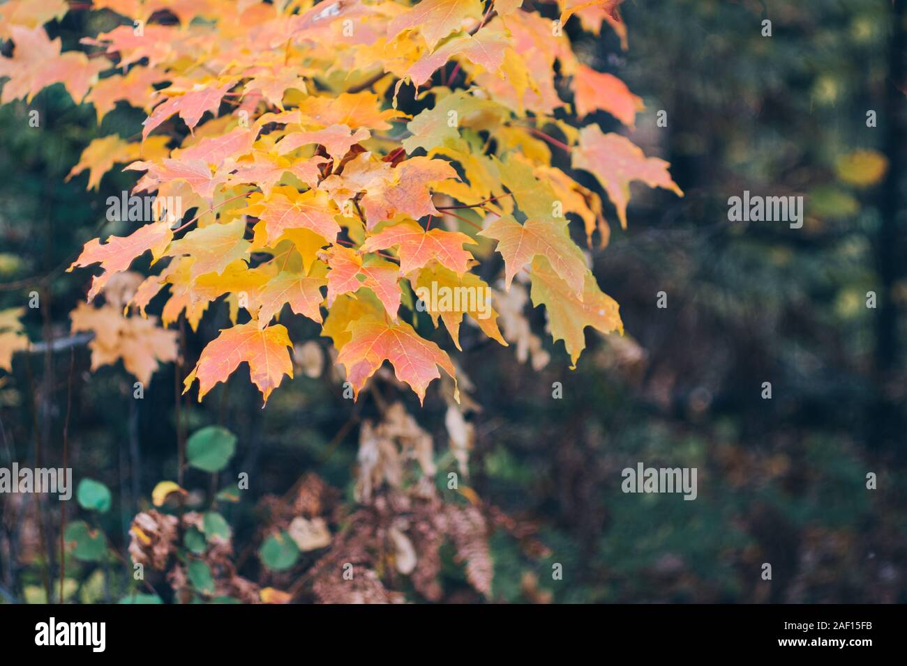 Sugar maple tree isolated hi-res stock photography and images - Alamy