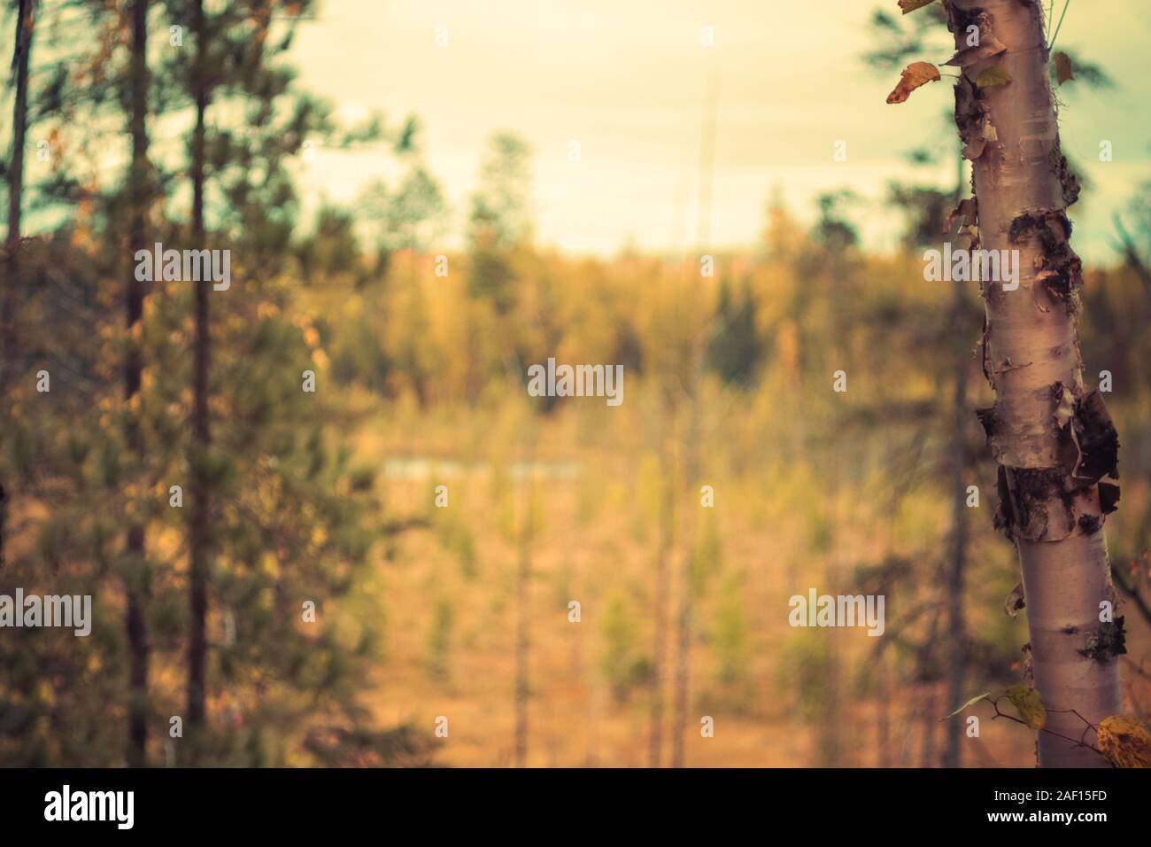 Boreal Forest Landscape in Fall Stock Photo - Alamy