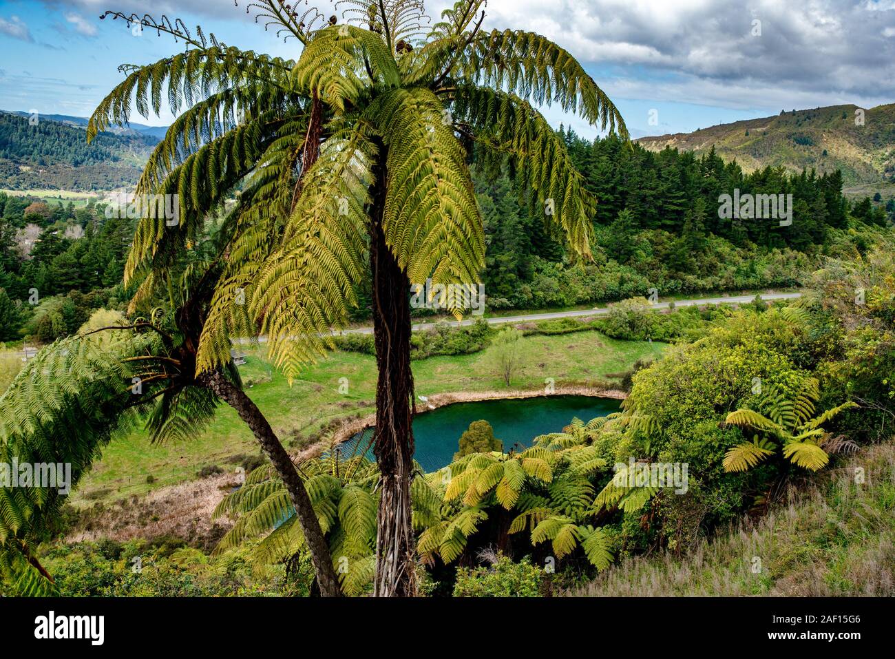 Tall new zealand native punga fern trees with an emerald green lagoon ...
