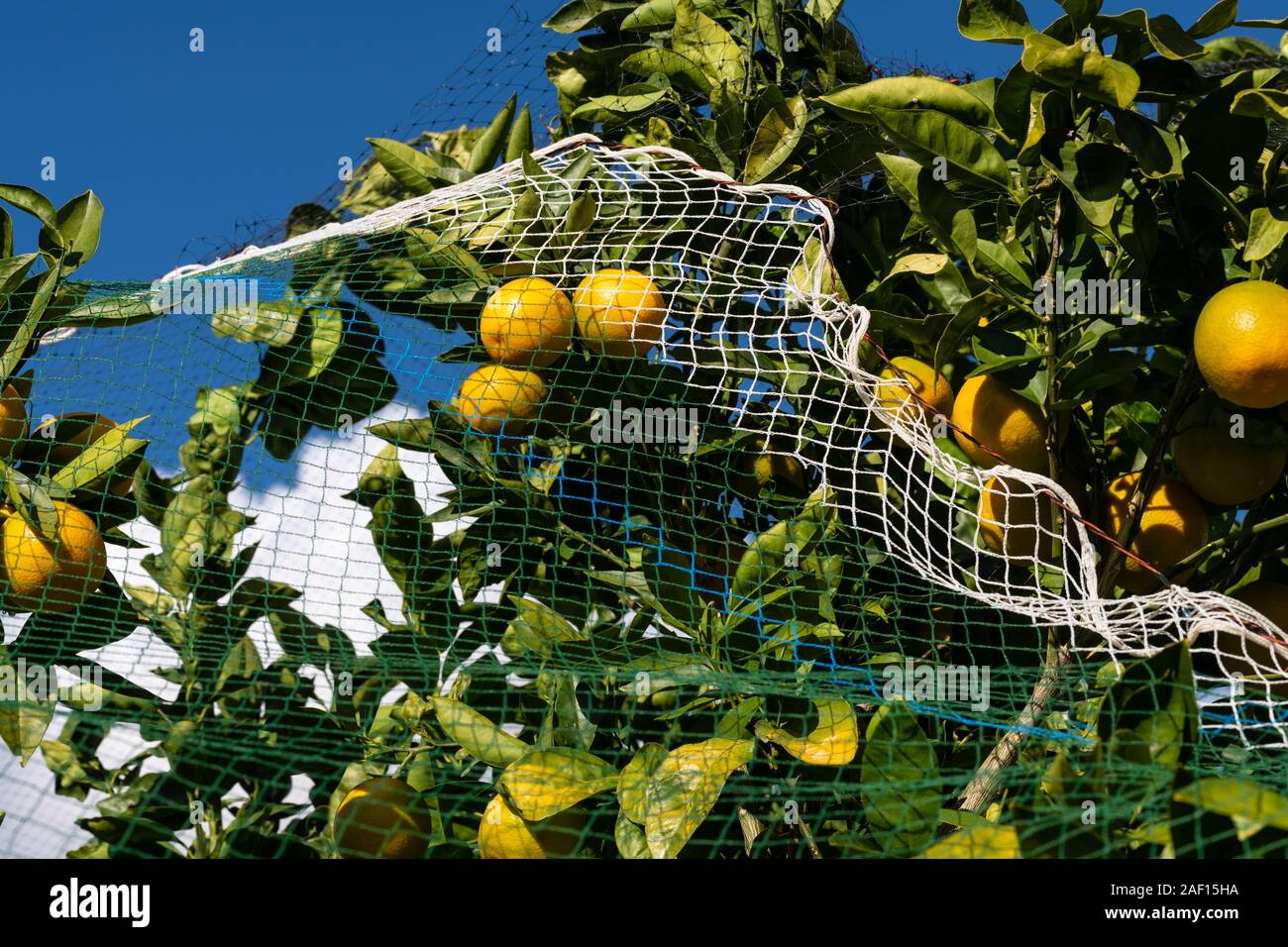 Oranges in tree protected with bird netting in a rural orchard Stock ...