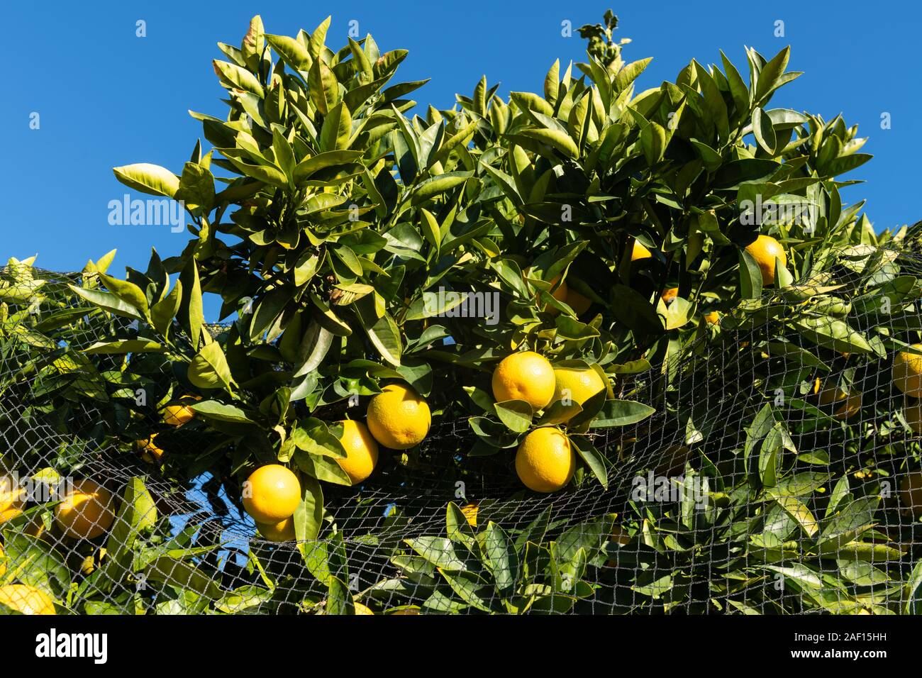Orange tree protected with bird netting in a rural orchard Stock Photo ...