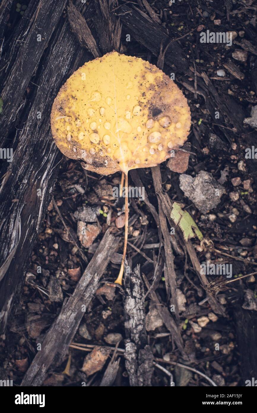 Trembling rock hi-res stock photography and images - Alamy