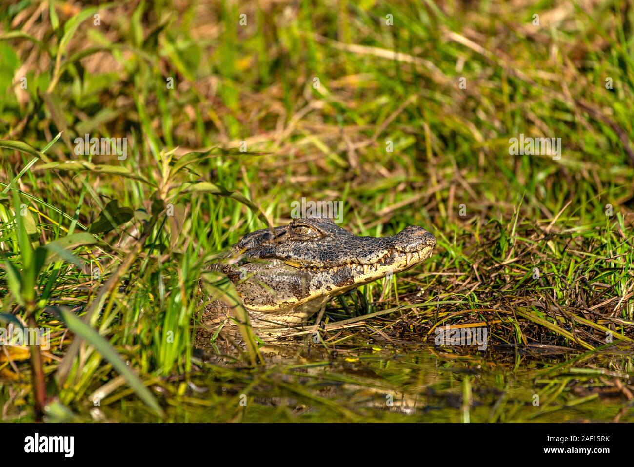 Southern spectacled caiman hi-res stock photography and images - Alamy