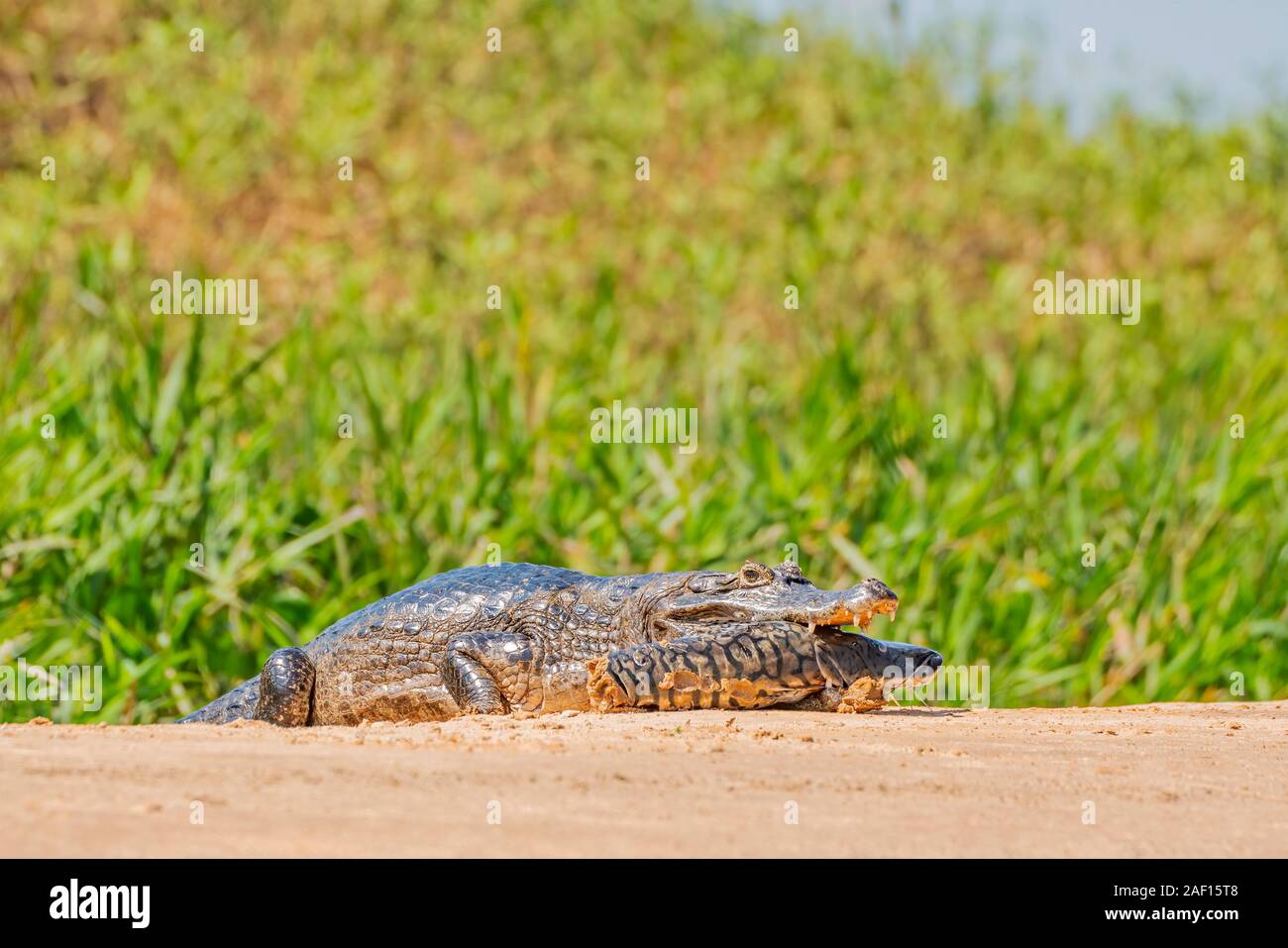 Caiman With Prey Stock Photo - Alamy