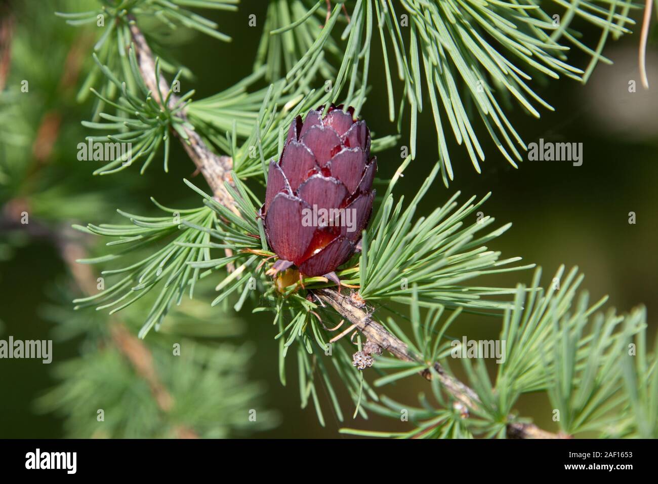 Cedar cone hi-res stock photography and images - Alamy