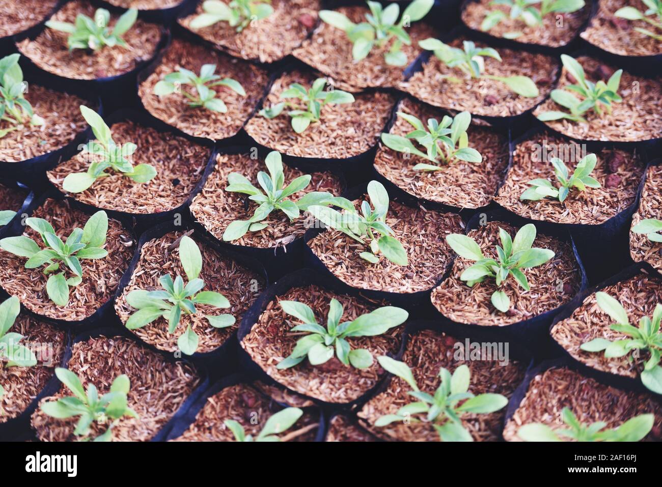 Growing plants in plastic bag hi-res stock photography and images - Alamy