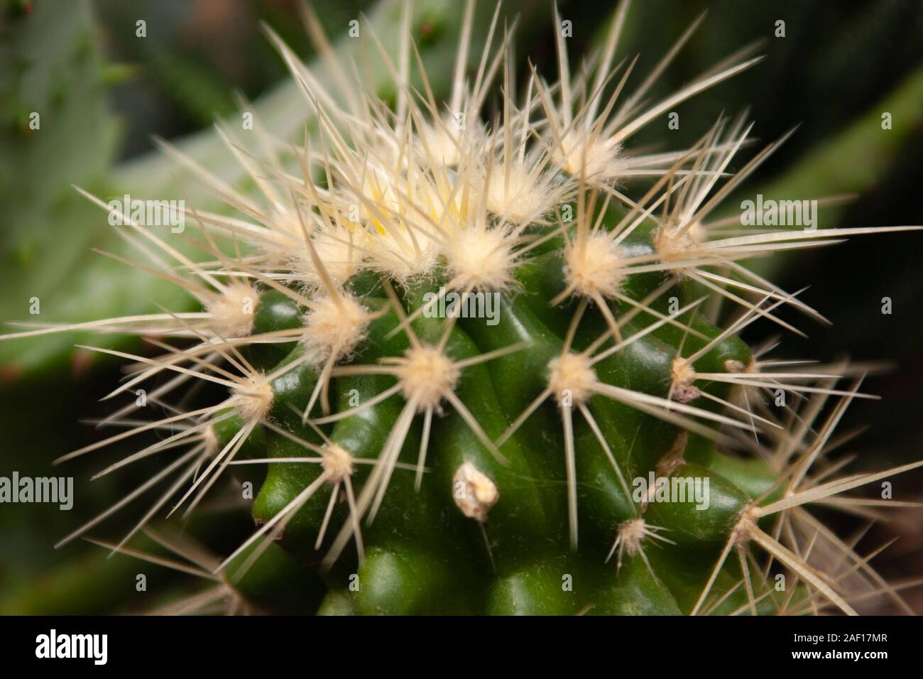 cactus home plant with sharp spike Stock Photo - Alamy