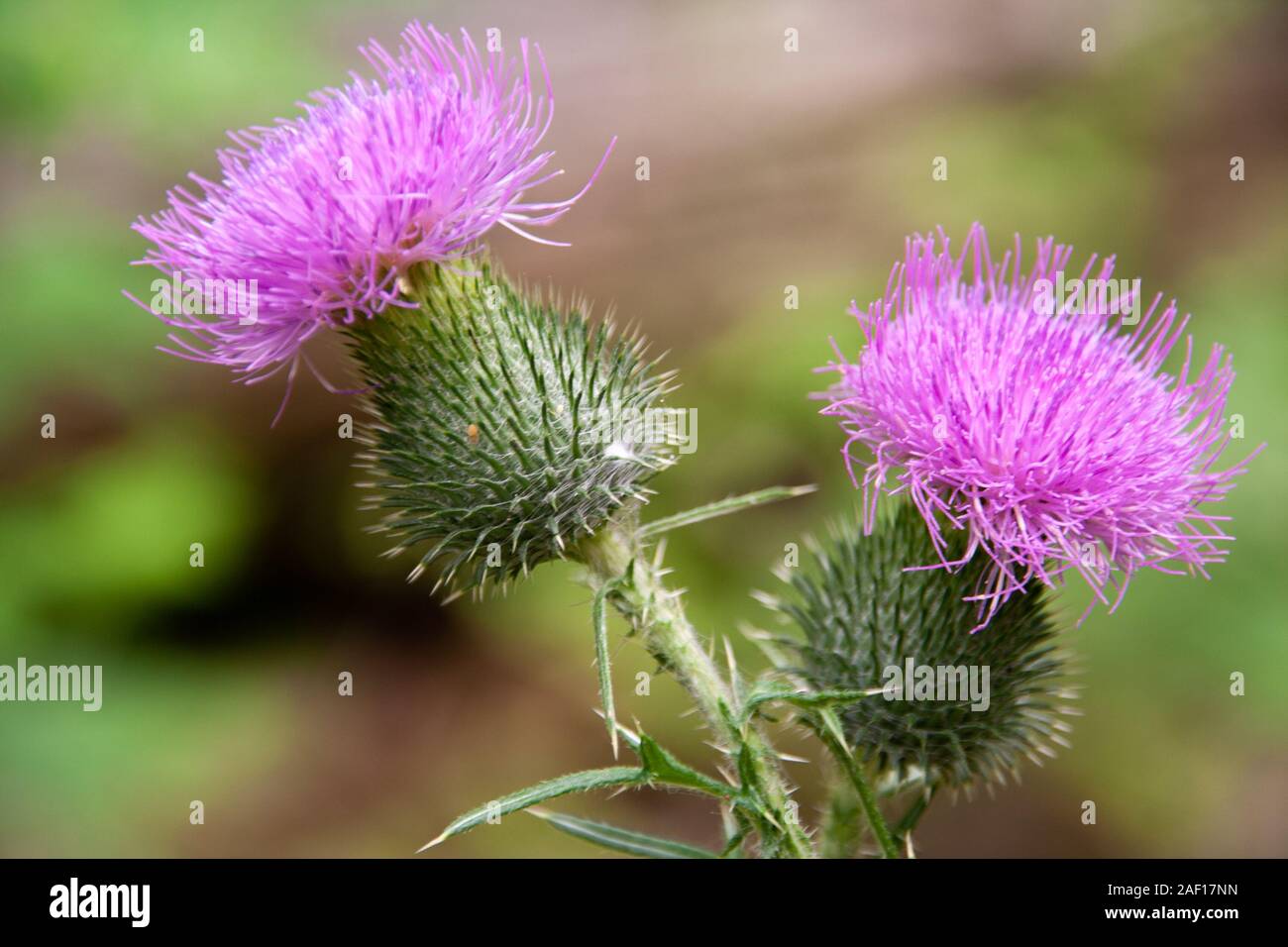 Bur flower hi-res stock photography and images - Alamy