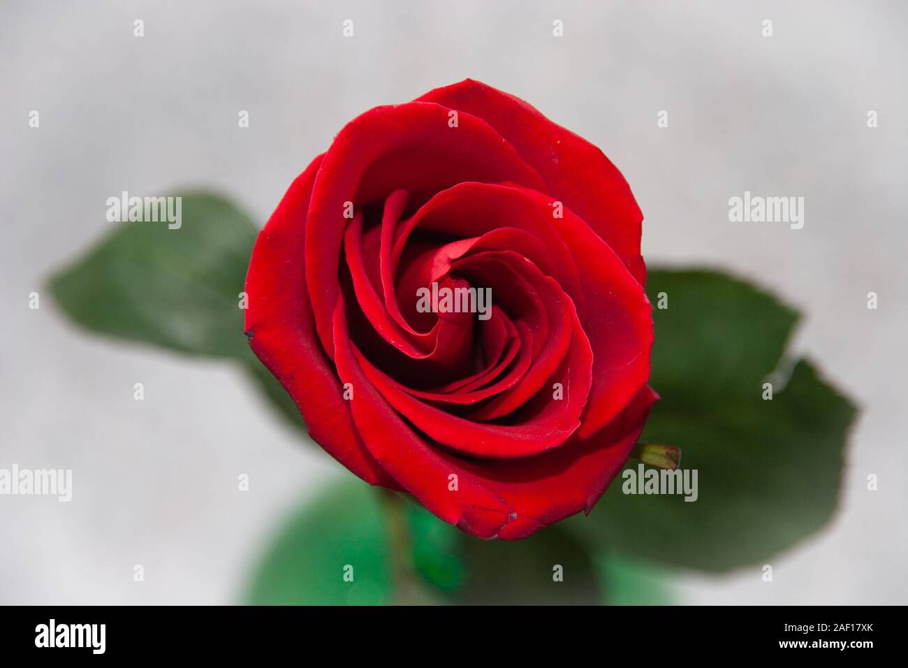 one rose flower bright background Stock Photo - Alamy