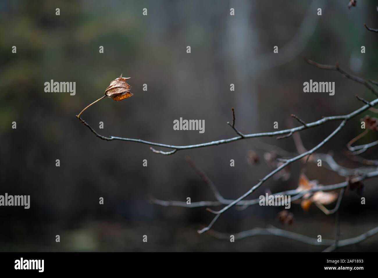One dry dead leaf remaining on a tree branch in winter Stock Photo - Alamy