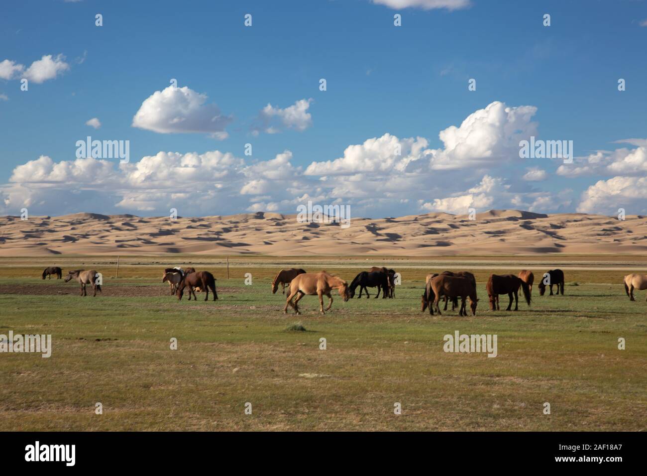 The landscape of the mongolian steppe Stock Photo - Alamy