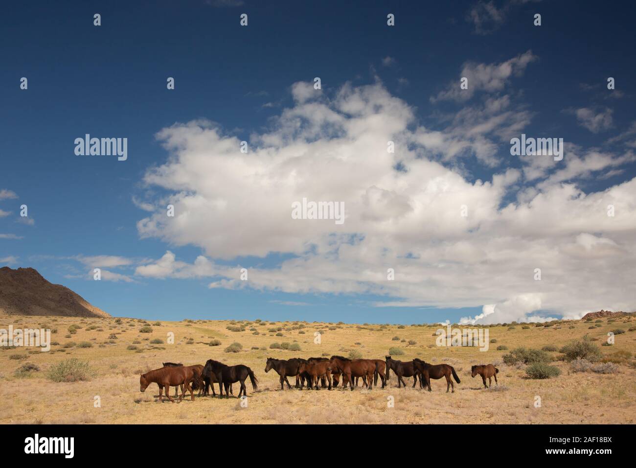The landscape of the mongolian steppe Stock Photo - Alamy