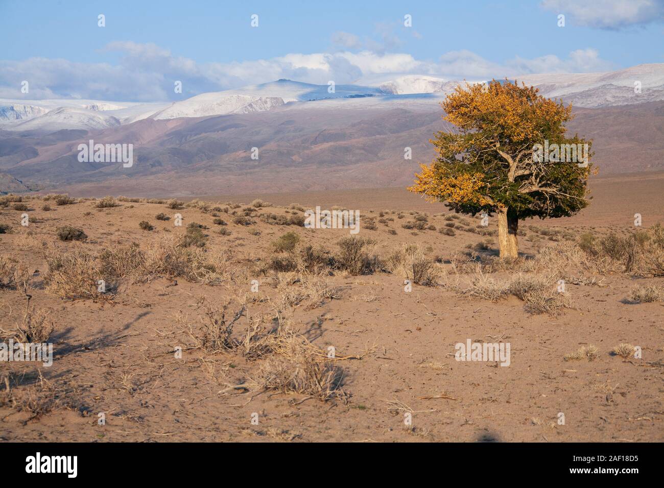 Autumn trees on the mongolian steppe hi-res stock photography and ...