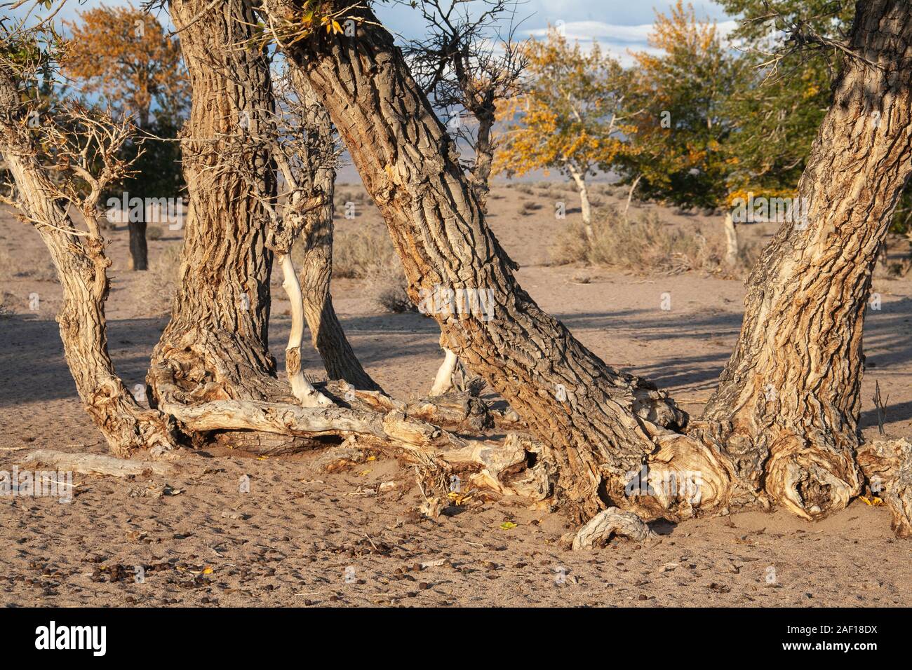 view on trees in Mongolia Stock Photo - Alamy