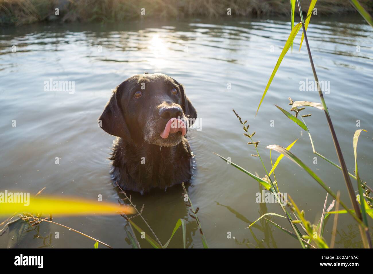 black labrador retriever dog licking lips in water Stock Photo - Alamy