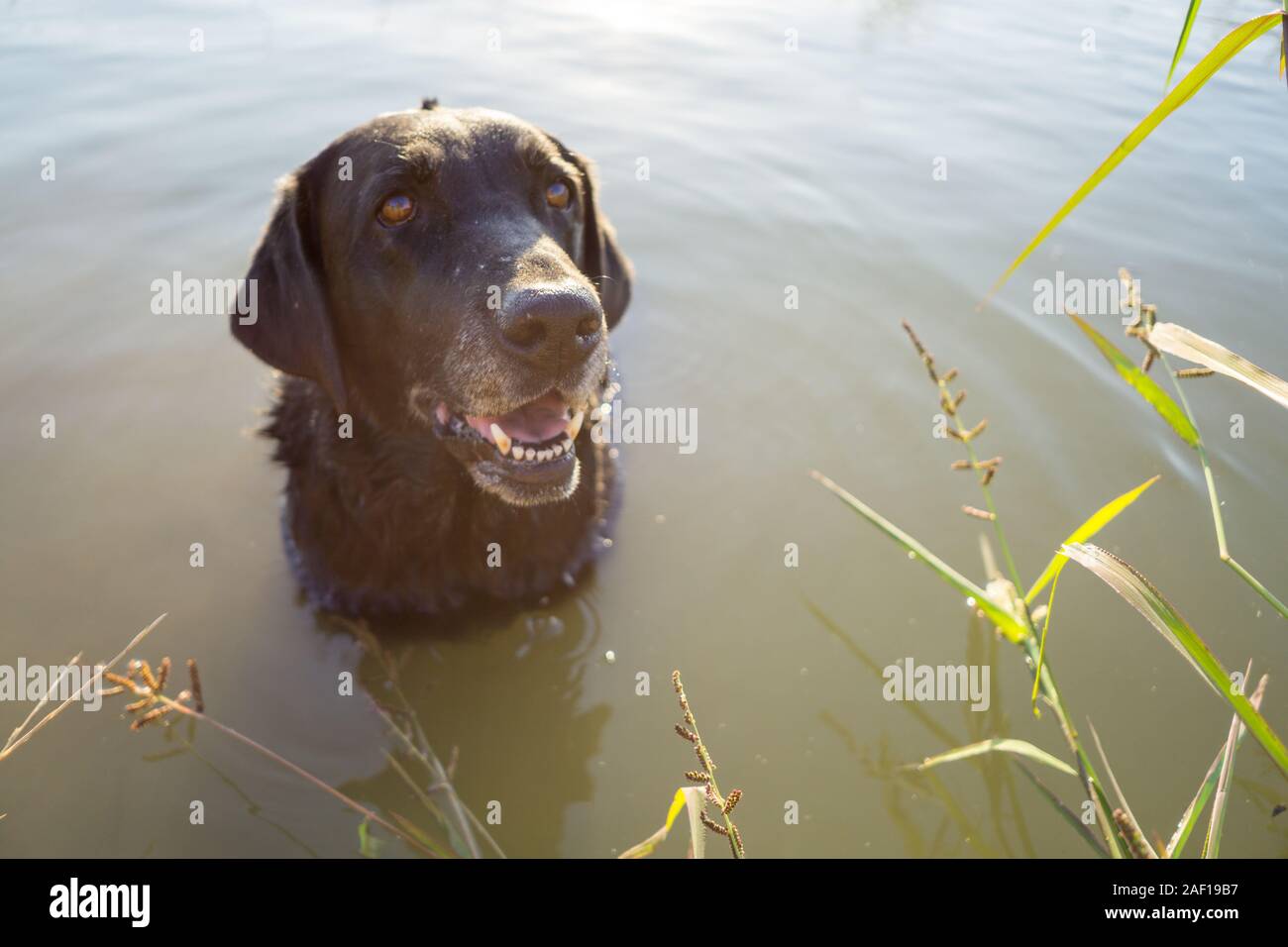 Labrador Retriever Dog Drinking High Resolution Stock Photography and ...