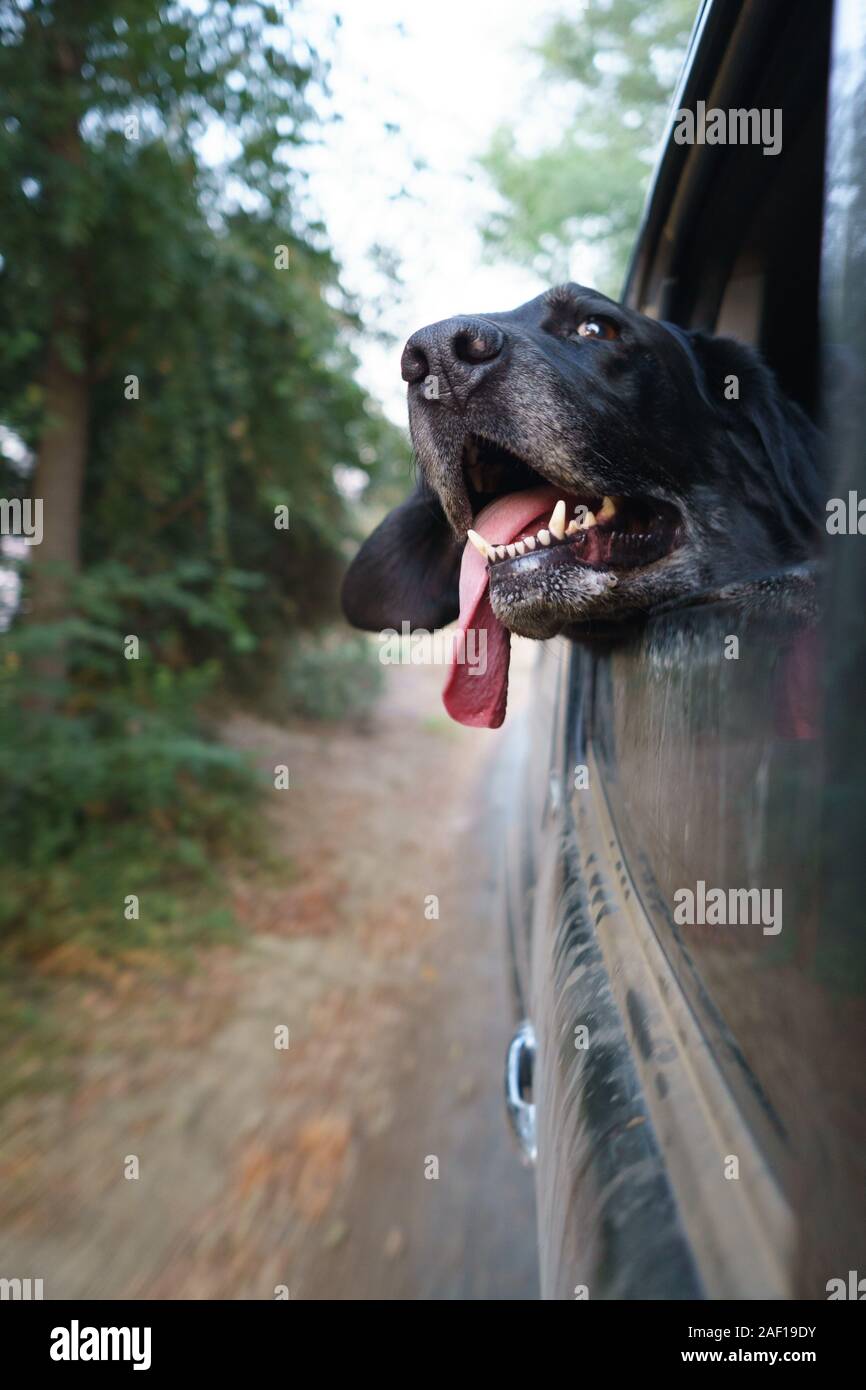 black dog with head out of moving car window tongue out Stock Photo - Alamy