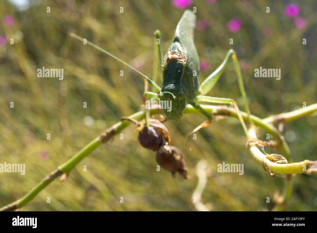 large green grass hopper bug on stem Stock Photo - Alamy