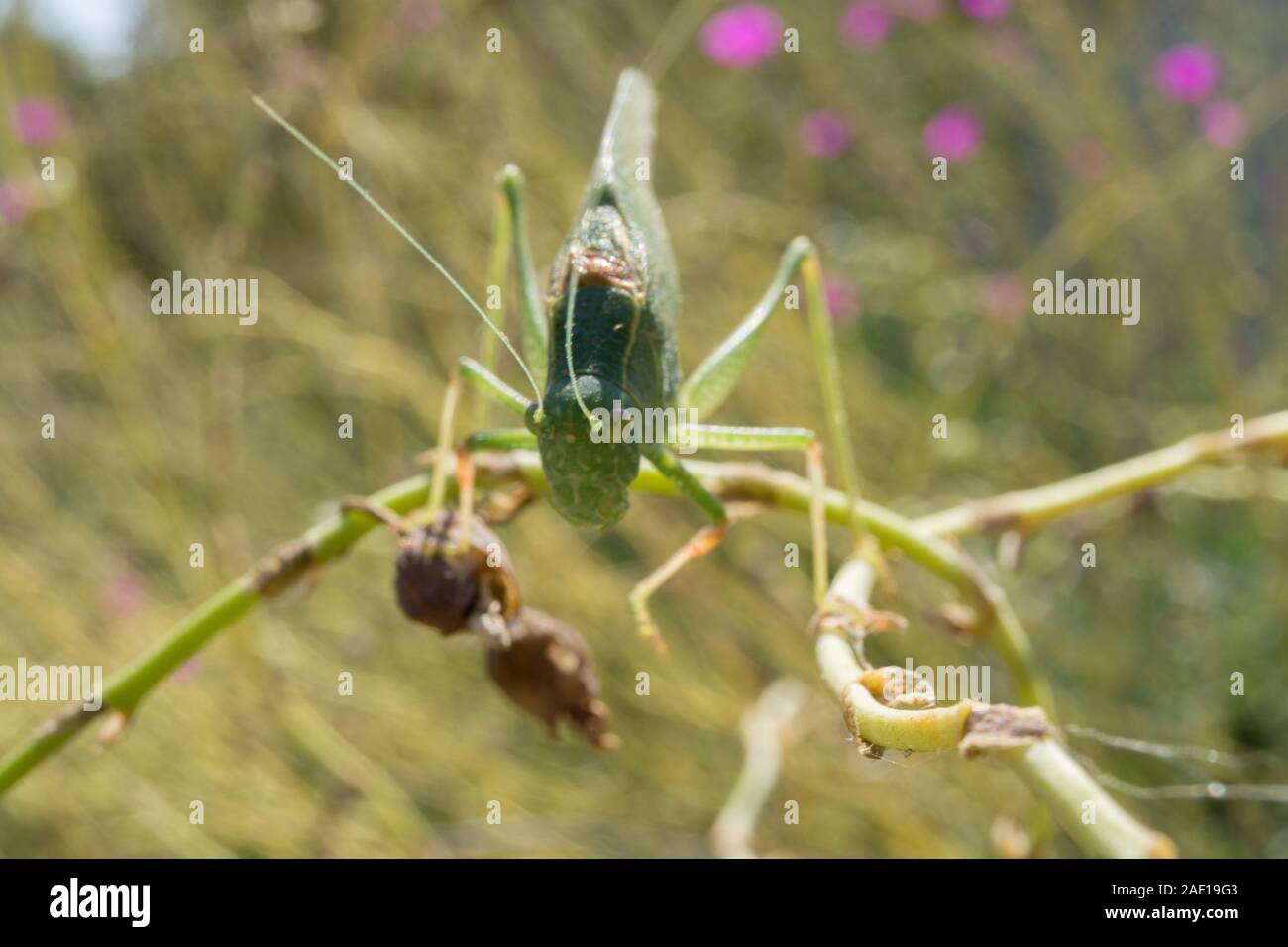 large green grass hopper bug on stem Stock Photo - Alamy