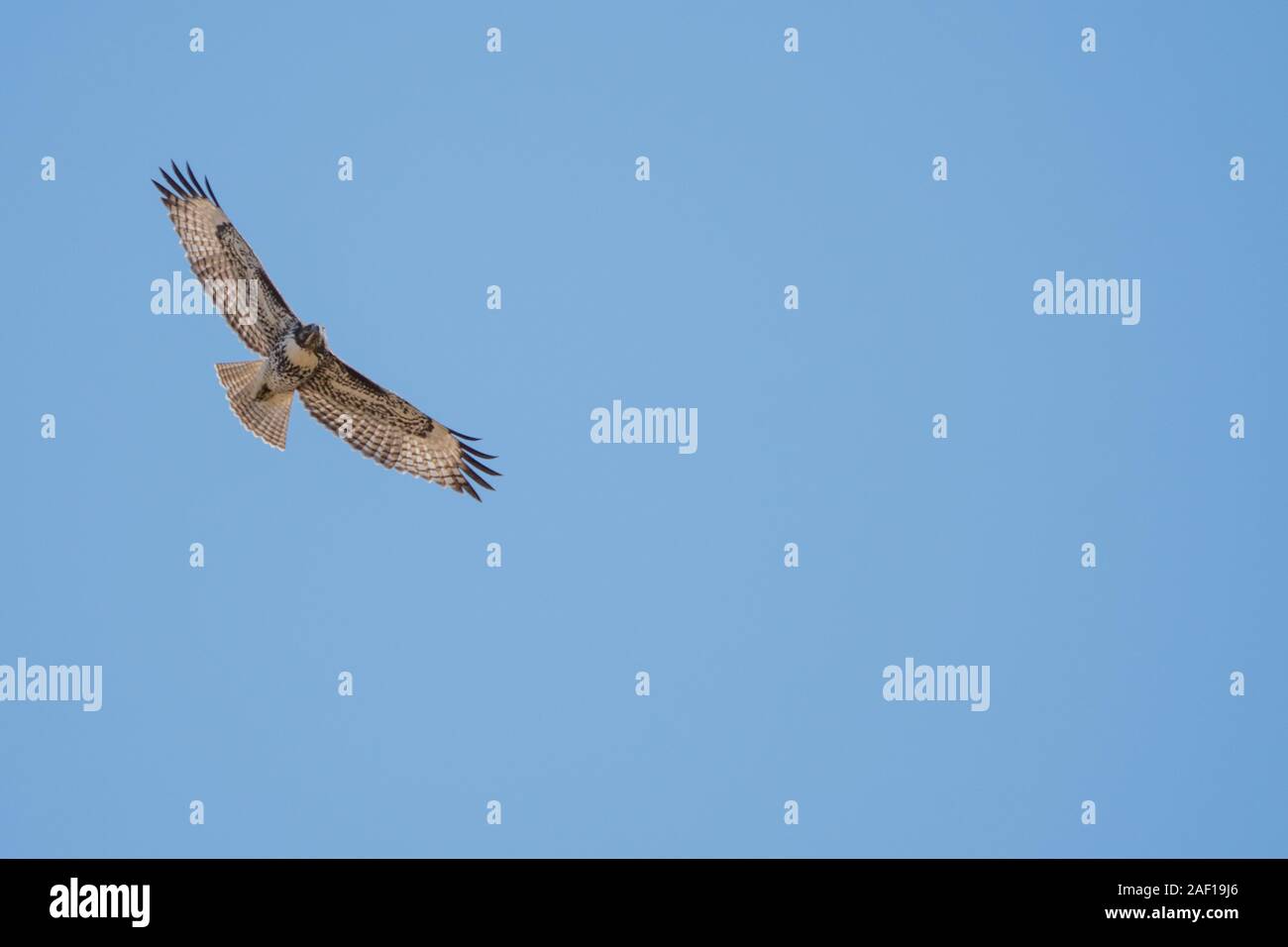 hawk soaring flying in blue sky Stock Photo - Alamy