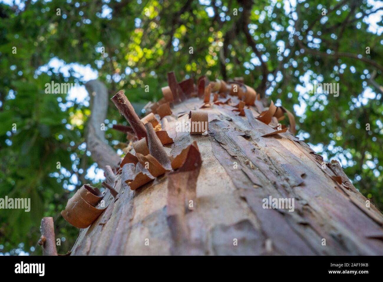 peeling bark of eucalyptus tree trunk Stock Photo - Alamy