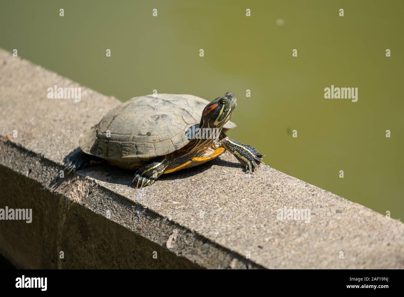 Concrete turtle hi-res stock photography and images - Alamy