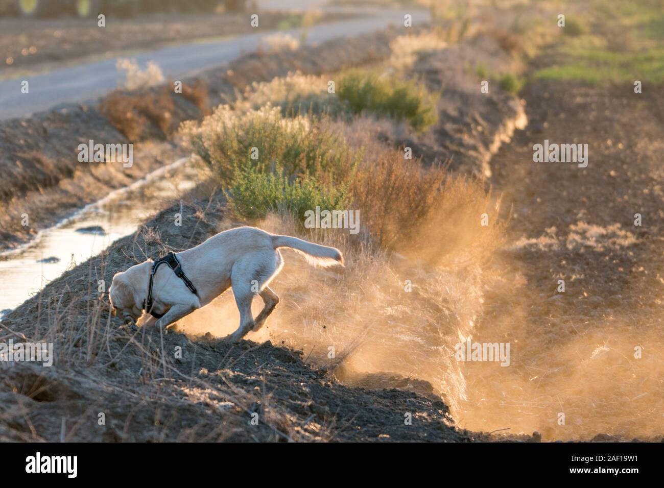 Playing dig digging hole hi-res stock photography and images - Alamy