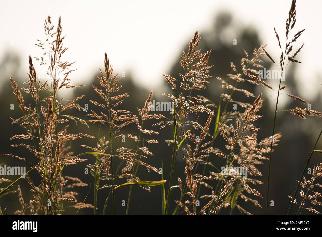 rice weed plant grass with grain Stock Photo - Alamy