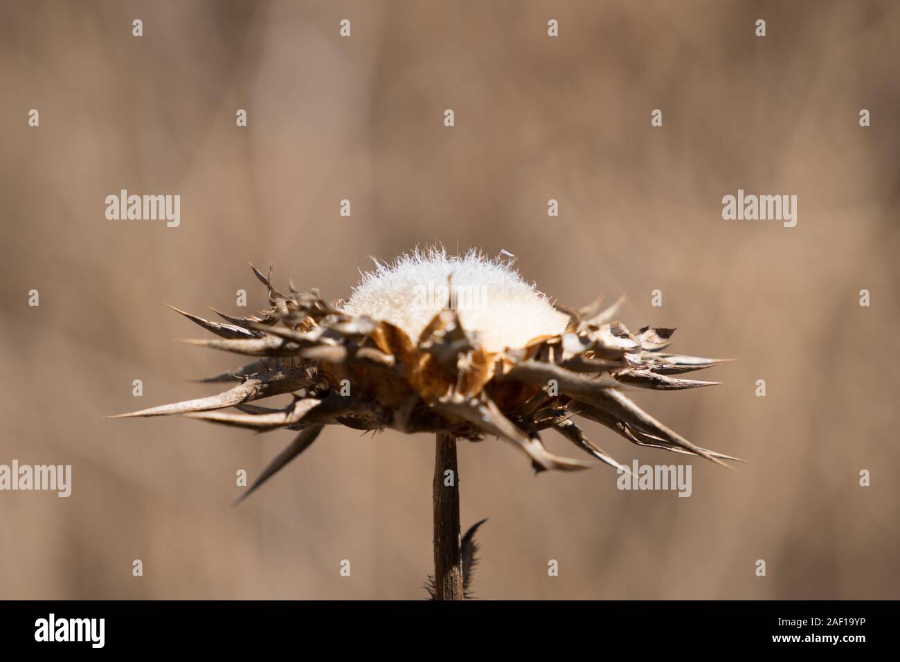 bull thistle dry dead white Stock Photo - Alamy