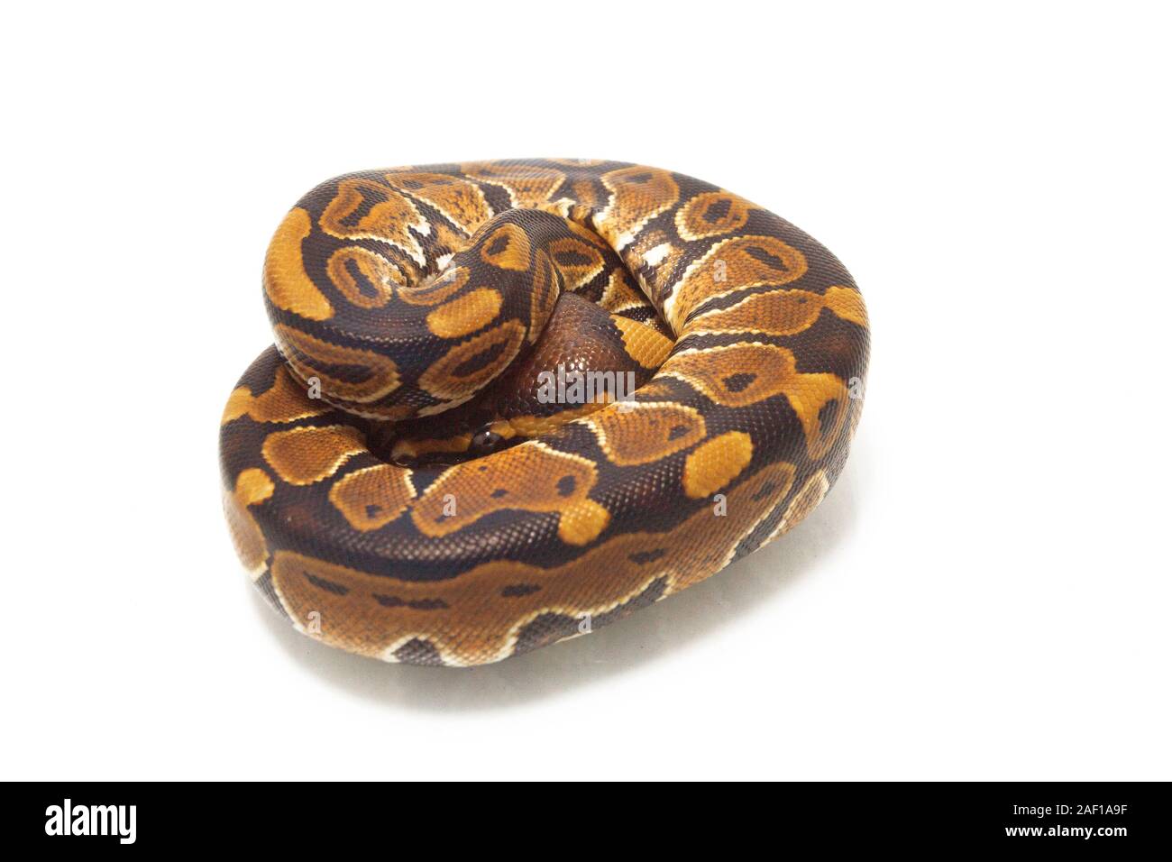 ball python (Python regius) isolated on white background Stock Photo ...