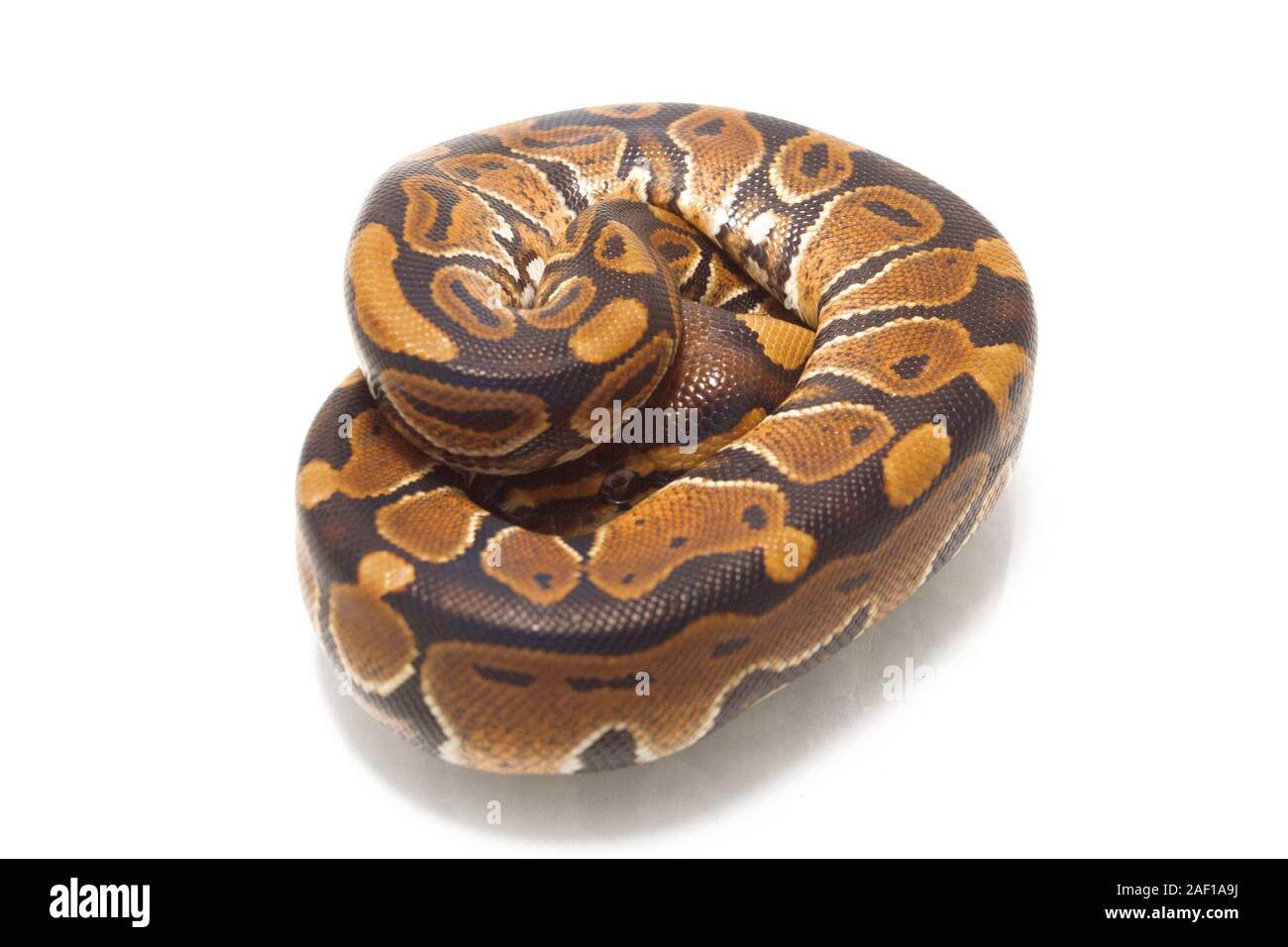 ball python (Python regius) isolated on white background Stock Photo ...