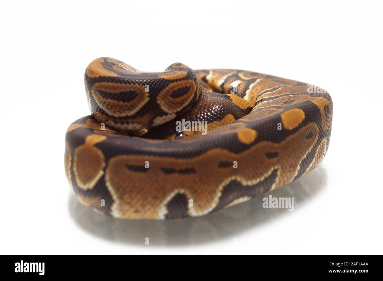 ball python (Python regius) isolated on white background Stock Photo ...