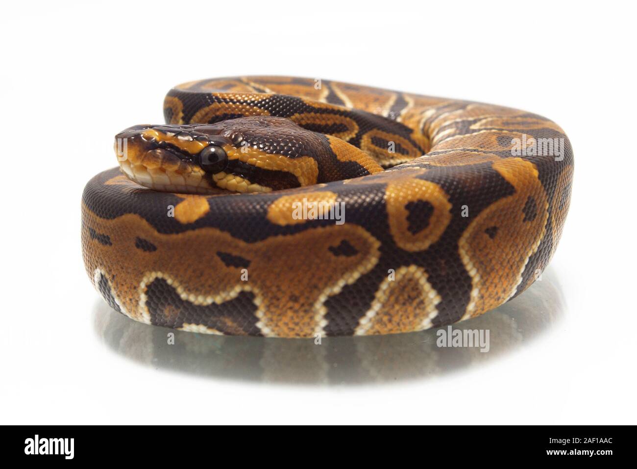ball python (Python regius) isolated on white background Stock Photo ...