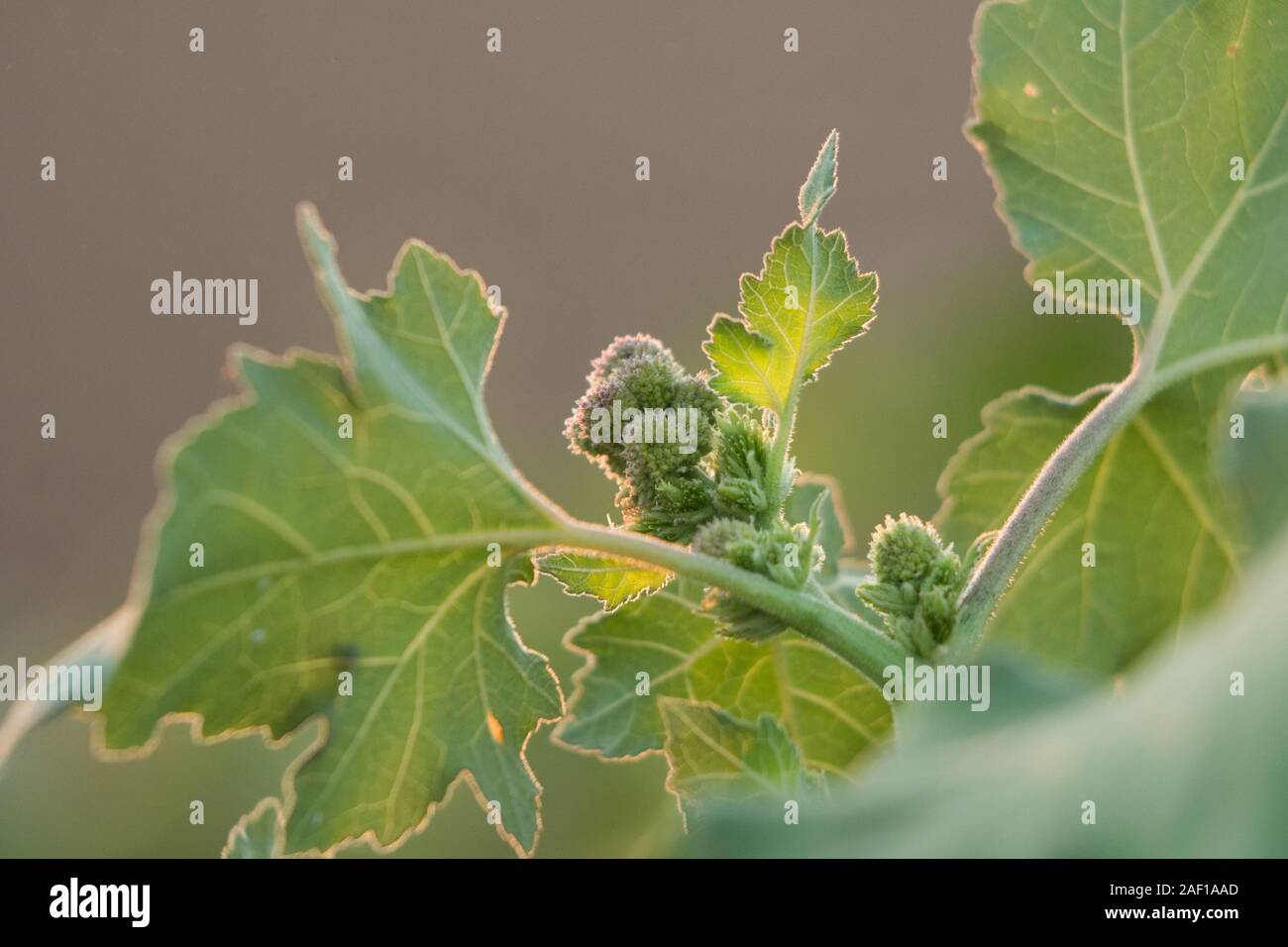 Small budding tree plant hi-res stock photography and images - Alamy