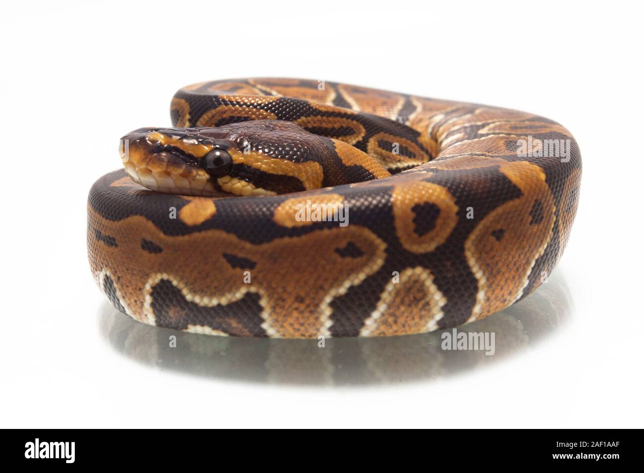 ball python (Python regius) isolated on white background Stock Photo ...
