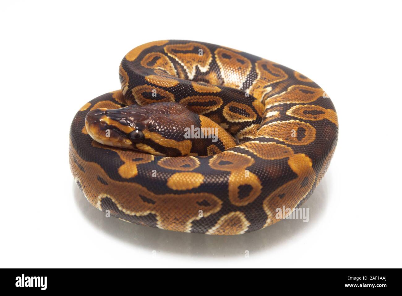 ball python (Python regius) isolated on white background Stock Photo ...