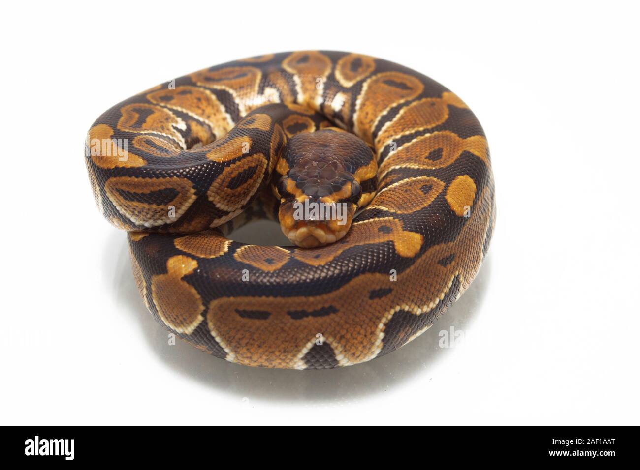 ball python (Python regius) isolated on white background Stock Photo ...