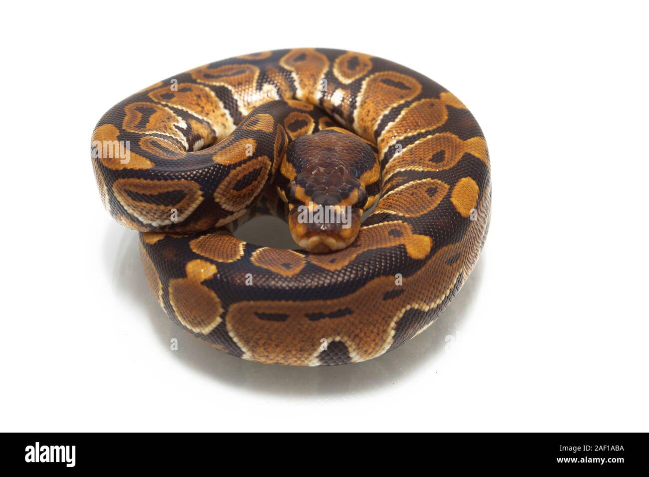 ball python (Python regius) isolated on white background Stock Photo ...