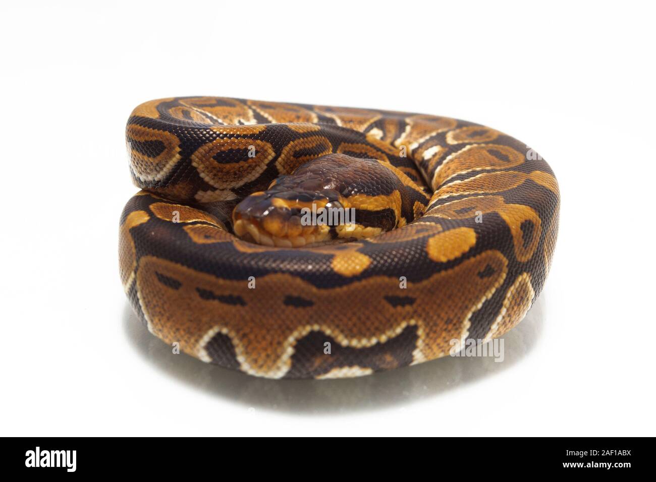 ball python (Python regius) isolated on white background Stock Photo ...