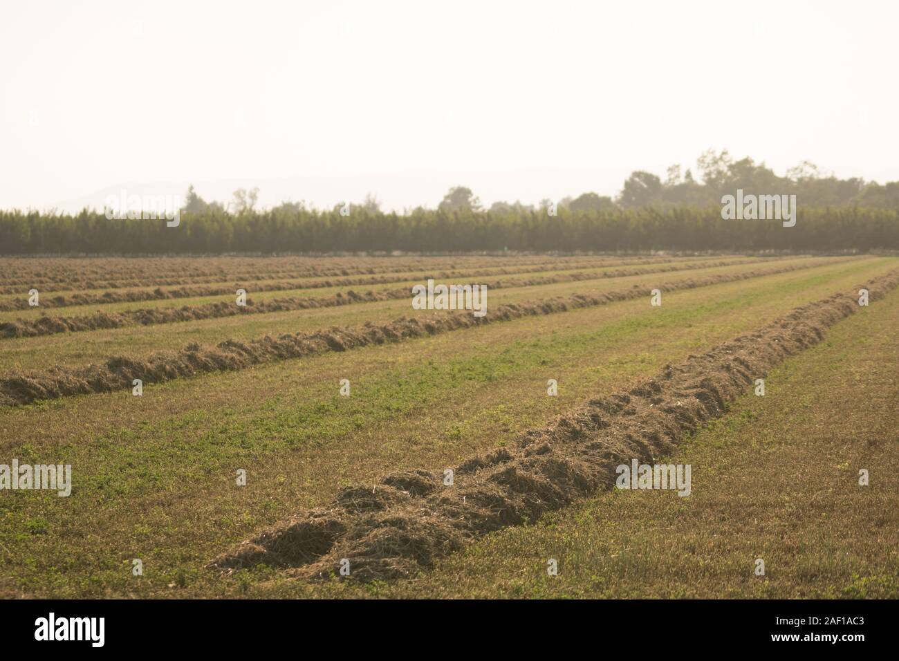 alfalfa field cut and raked into rows Stock Photo - Alamy