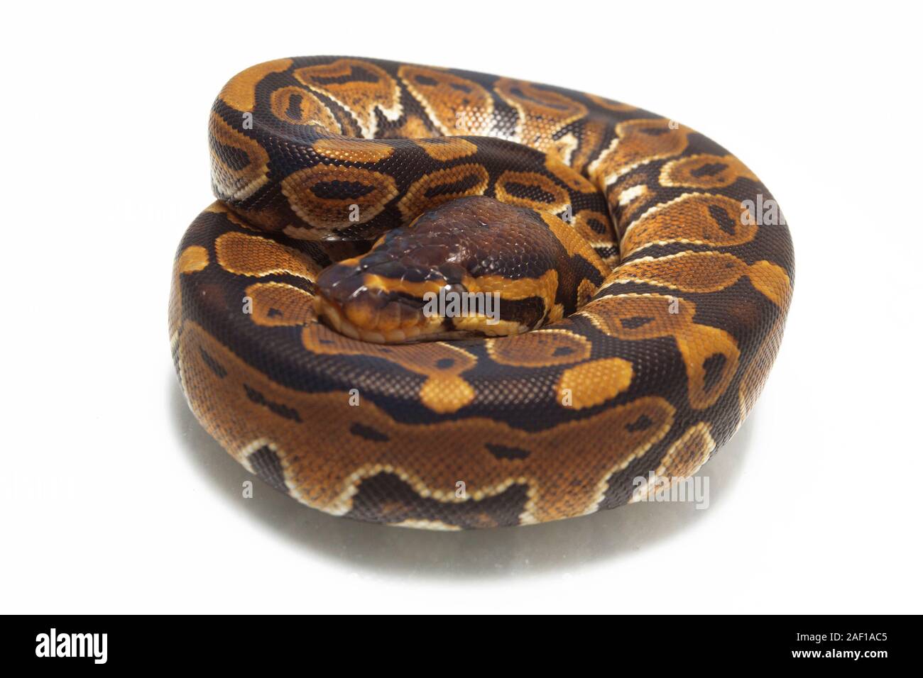 ball python (Python regius) isolated on white background Stock Photo ...