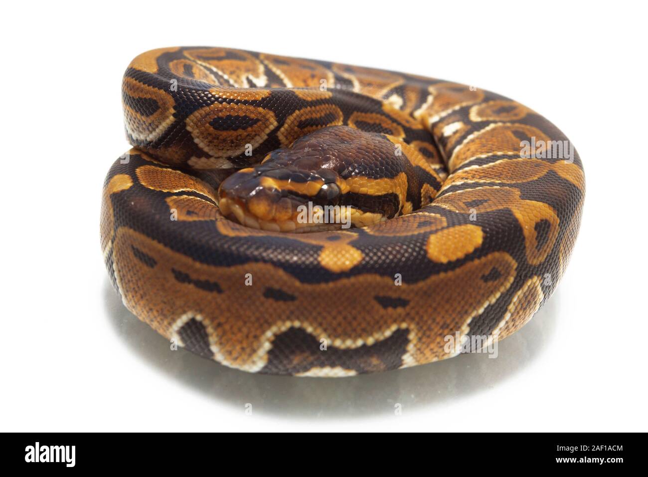 ball python (Python regius) isolated on white background Stock Photo ...
