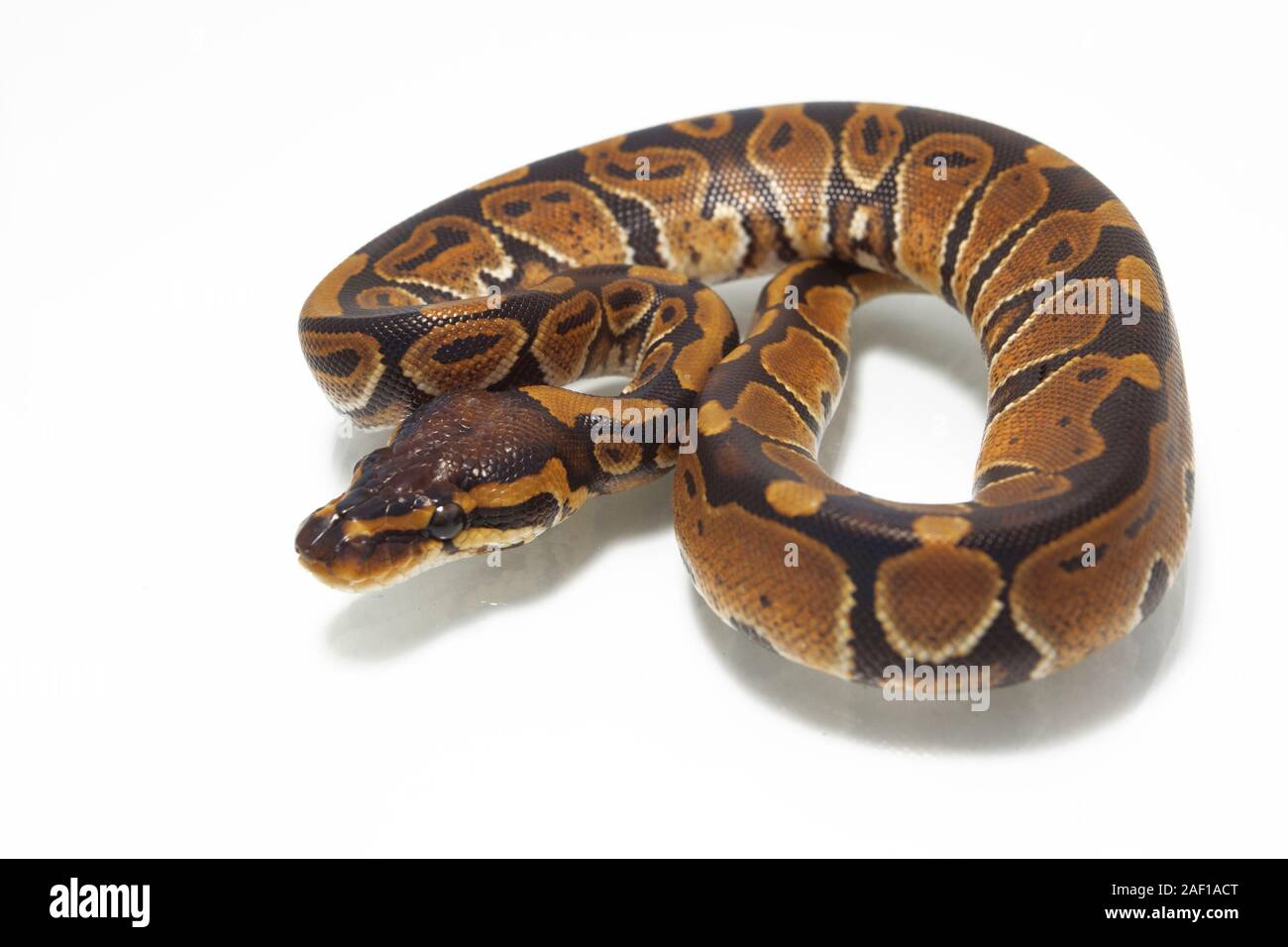 ball python (Python regius) isolated on white background Stock Photo ...
