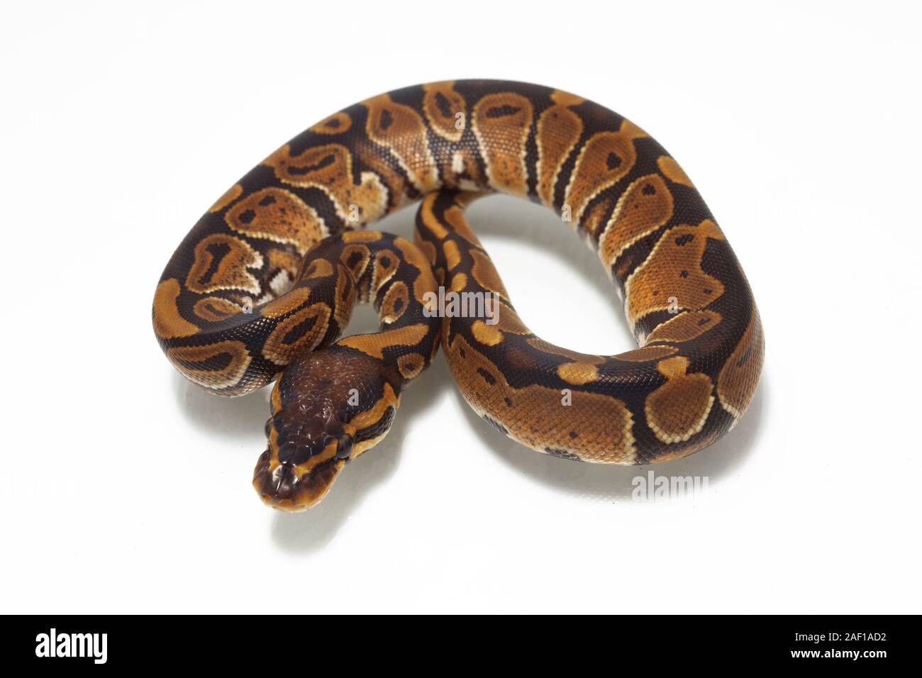 ball python (Python regius) isolated on white background Stock Photo ...
