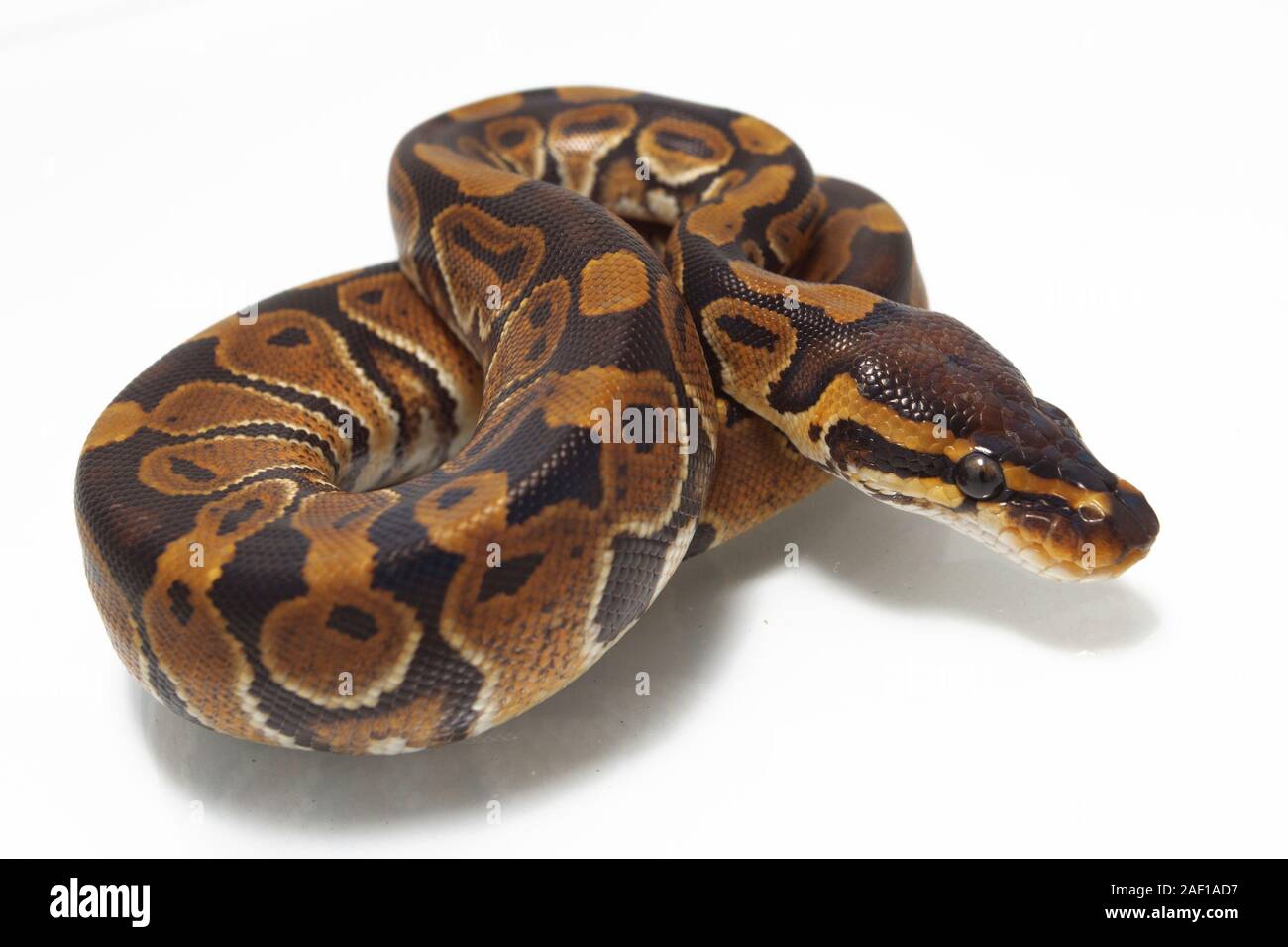 ball python (Python regius) isolated on white background Stock Photo ...