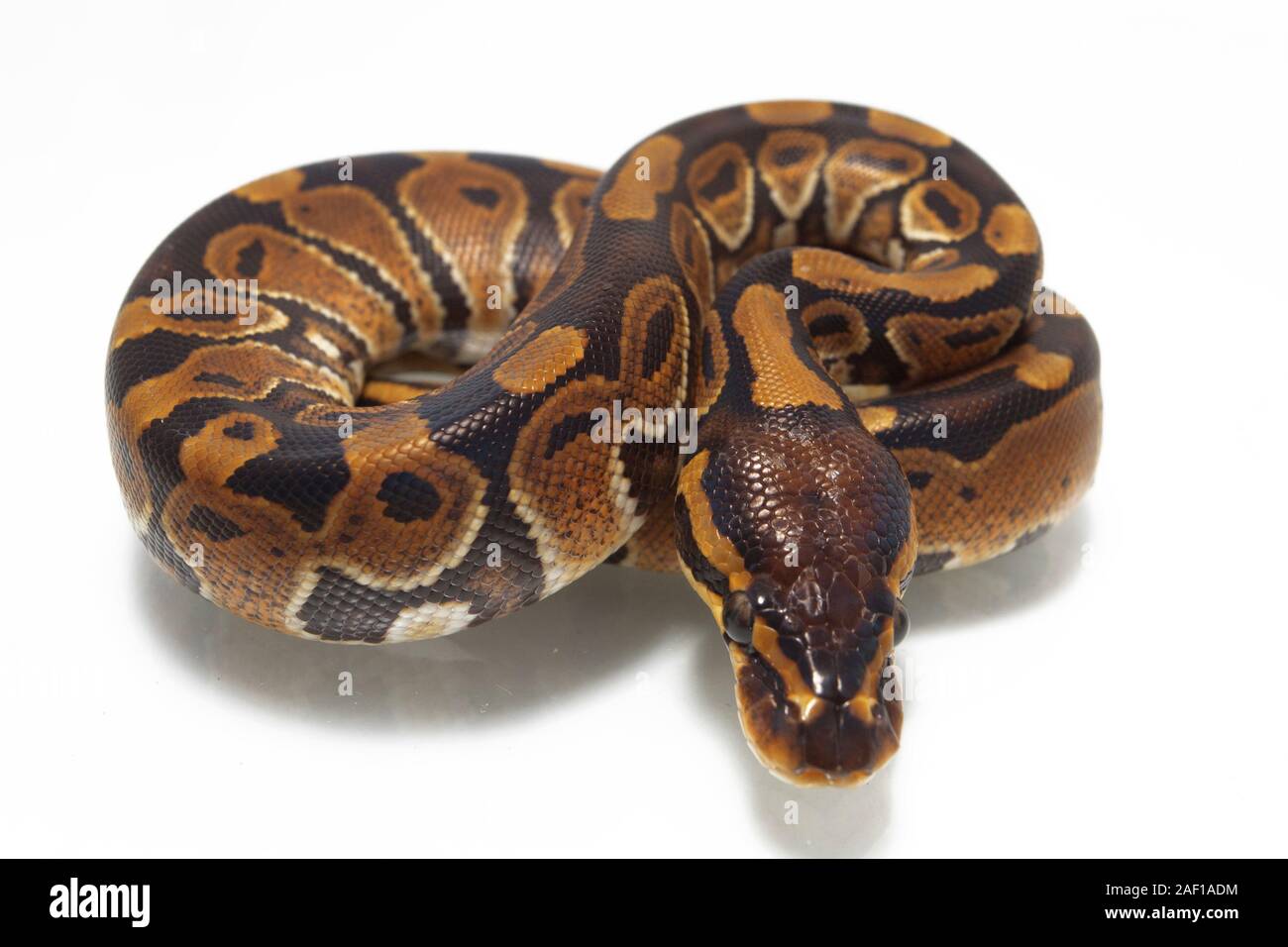 ball python (Python regius) isolated on white background Stock Photo ...