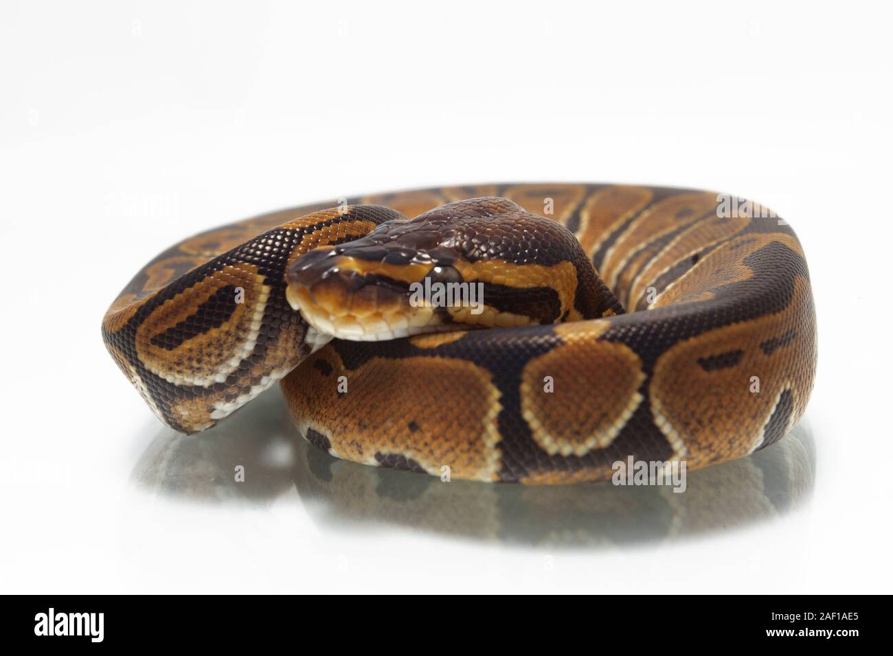 ball python (Python regius) isolated on white background Stock Photo ...