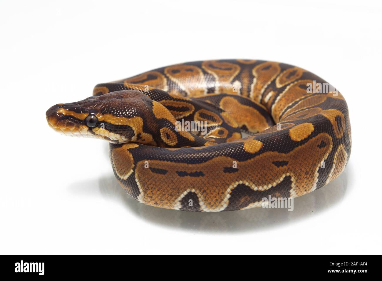 ball python (Python regius) isolated on white background Stock Photo ...